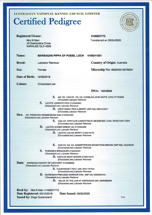 Marsagan Labradors - Pippa