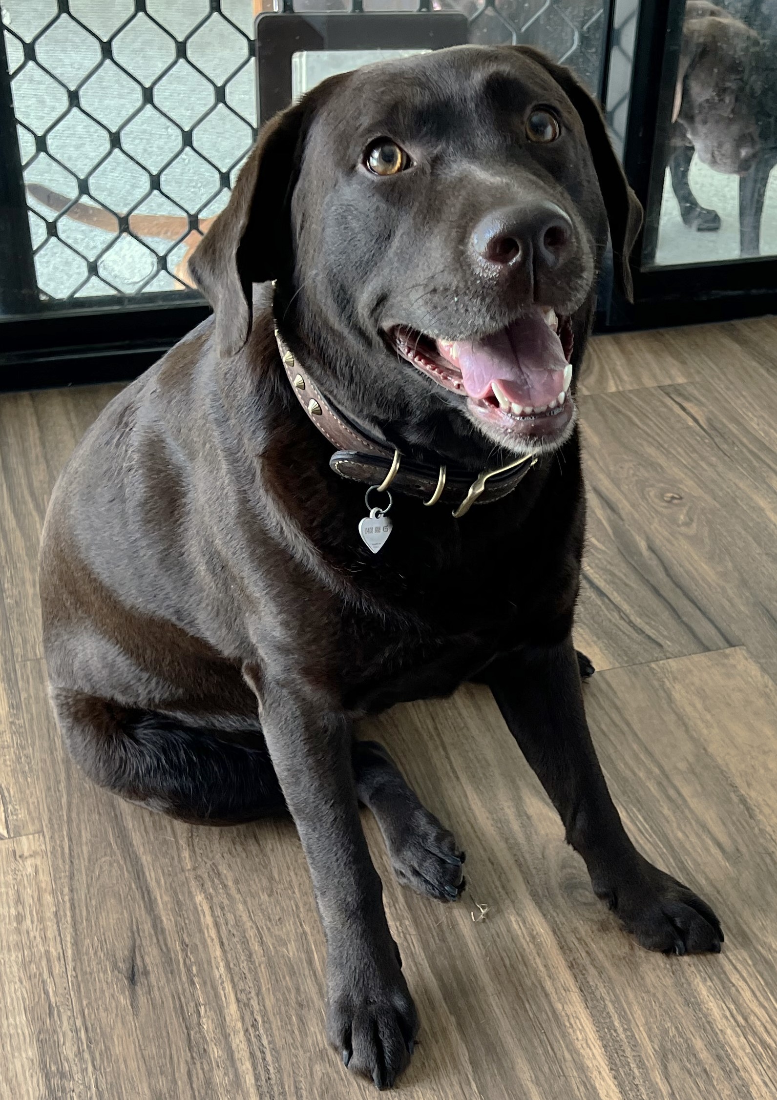 Marsagan Labradors - Pippa