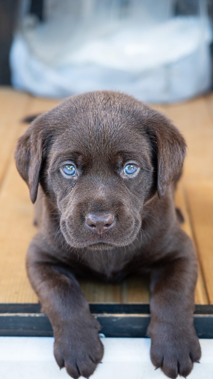 Marsagan Labradors - Pippa
