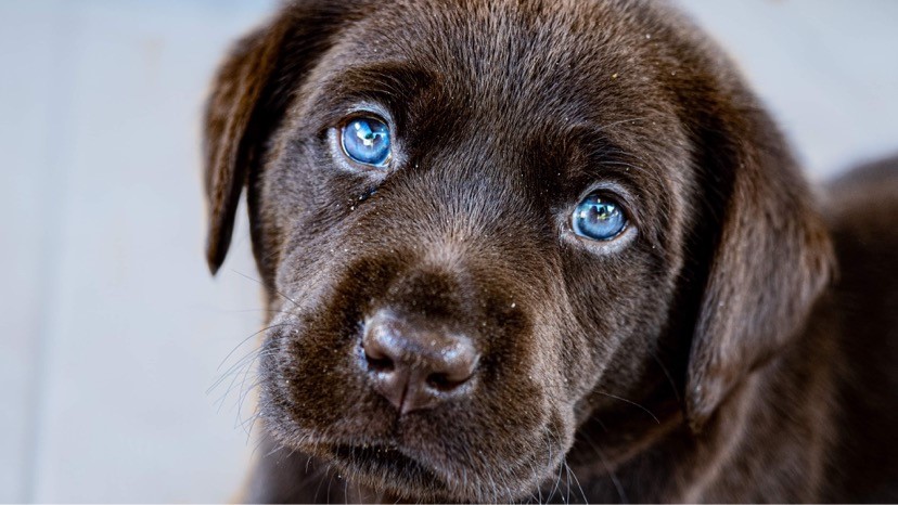 Marsagan Labradors - Pippa