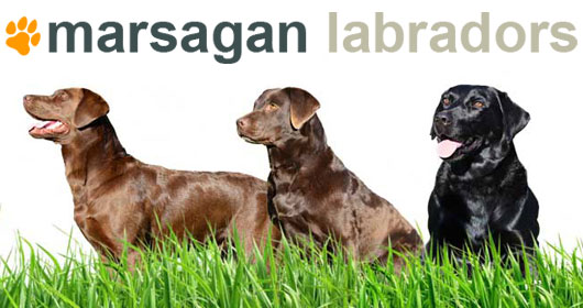 Marsagan Labradors - Labrador breeder